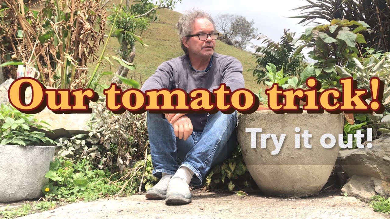The simplest tomato growing trick anyone has ever told you! So simple ...