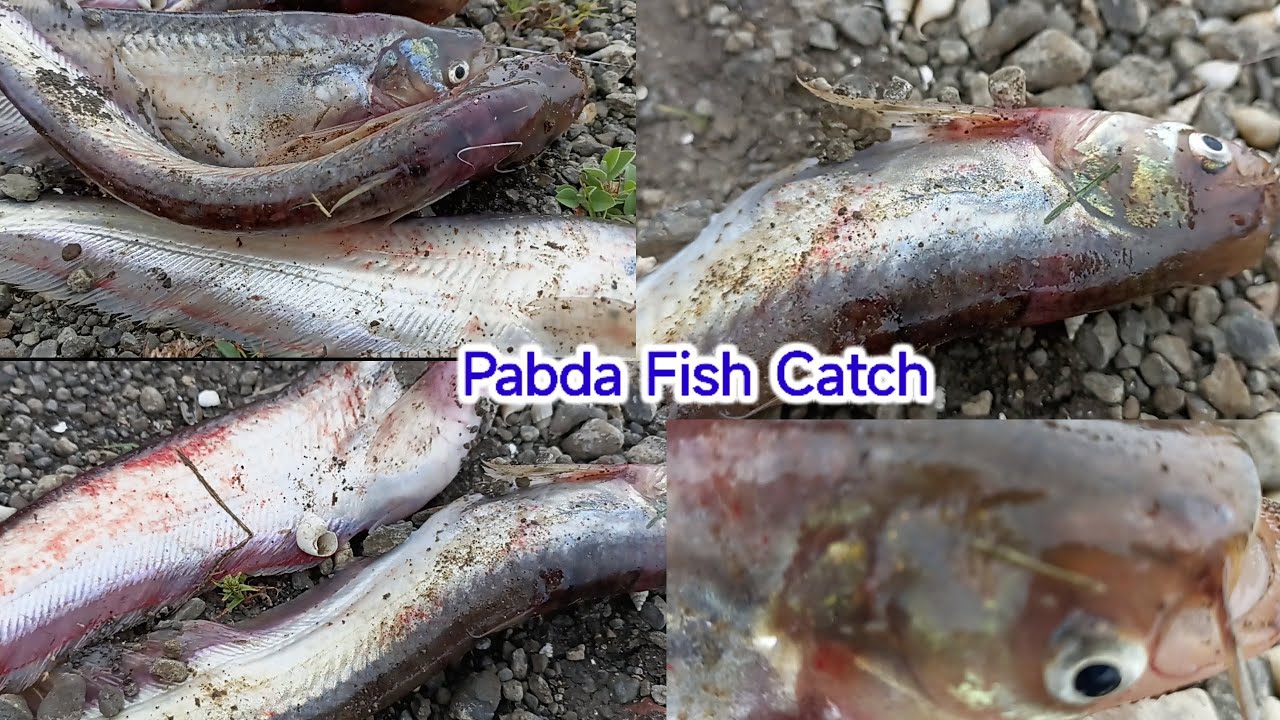 Fish catch amazing fish googli fish catching | Best Fishing Amazing ...