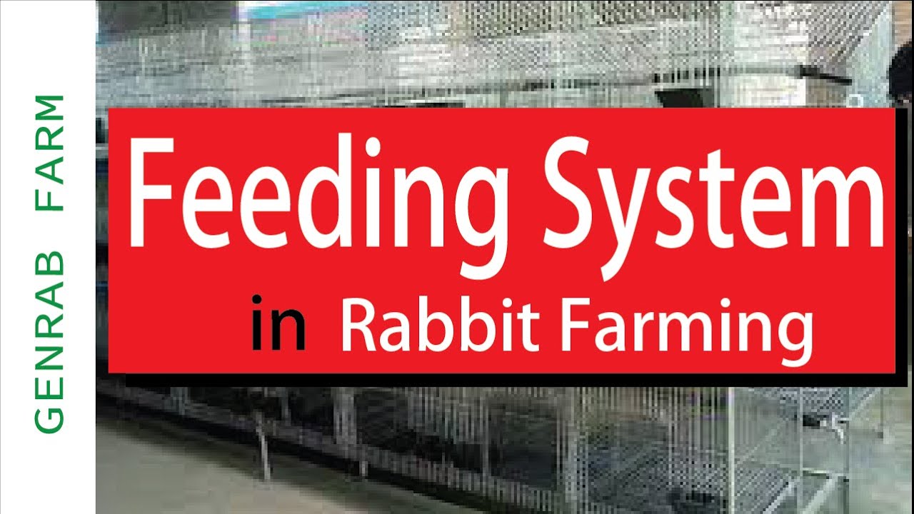 Rabbit feeding system - YouTube