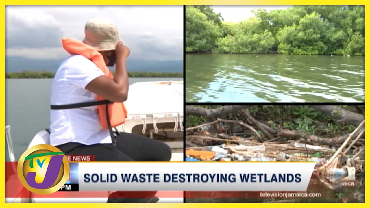 Solid Waste Destroying Wetlands | TVJ News - Nov 17 2021 - YouTube