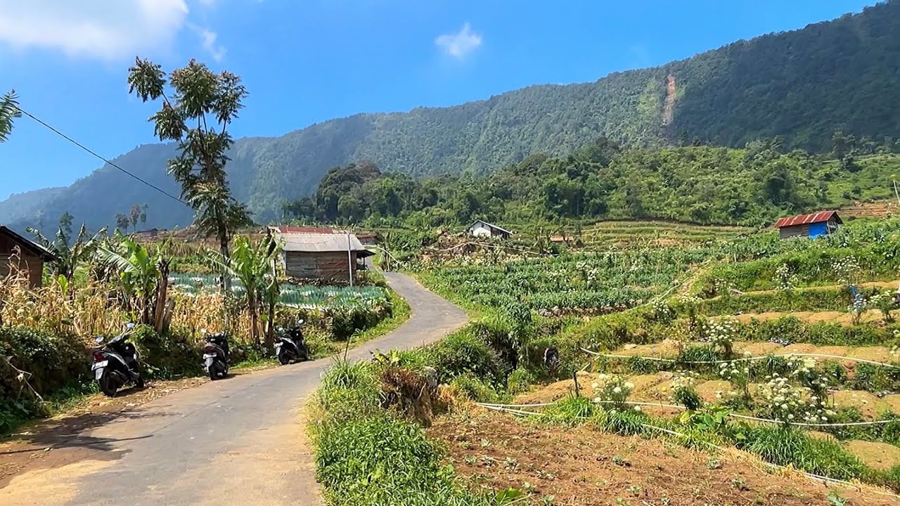 Walking in beautiful Indonesian Village||Telogomangunan Village ...