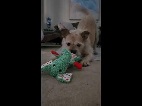 Fine, I'll just play by myself!!!Dog Talk#love #help # Dog Lovers #Love ...