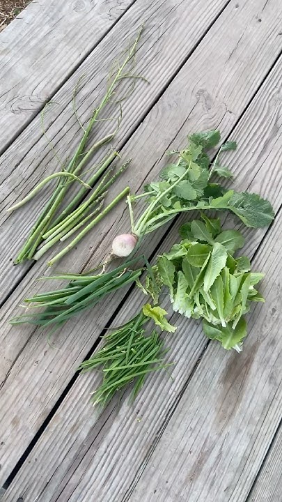 🤩🥬 Spring Garden Harvest 3/16 - YouTube