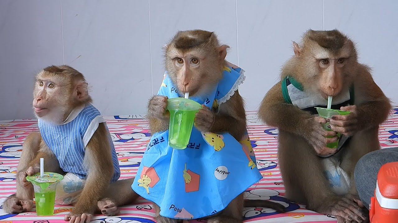 Adorable Kako Luna And Olly Eating Jele Fresshy Mixed Fruits - YouTube