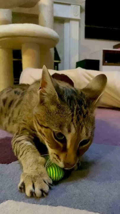 Sabian and Catnip Toy - YouTube