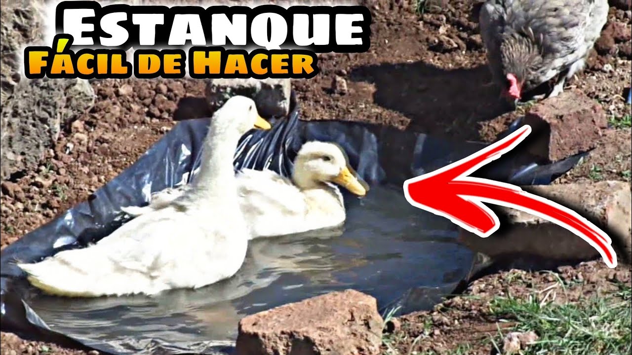 2 Nuevos ANIMALITOS || Como Hacer ESTANQUE CASERO para PATOS - YouTube