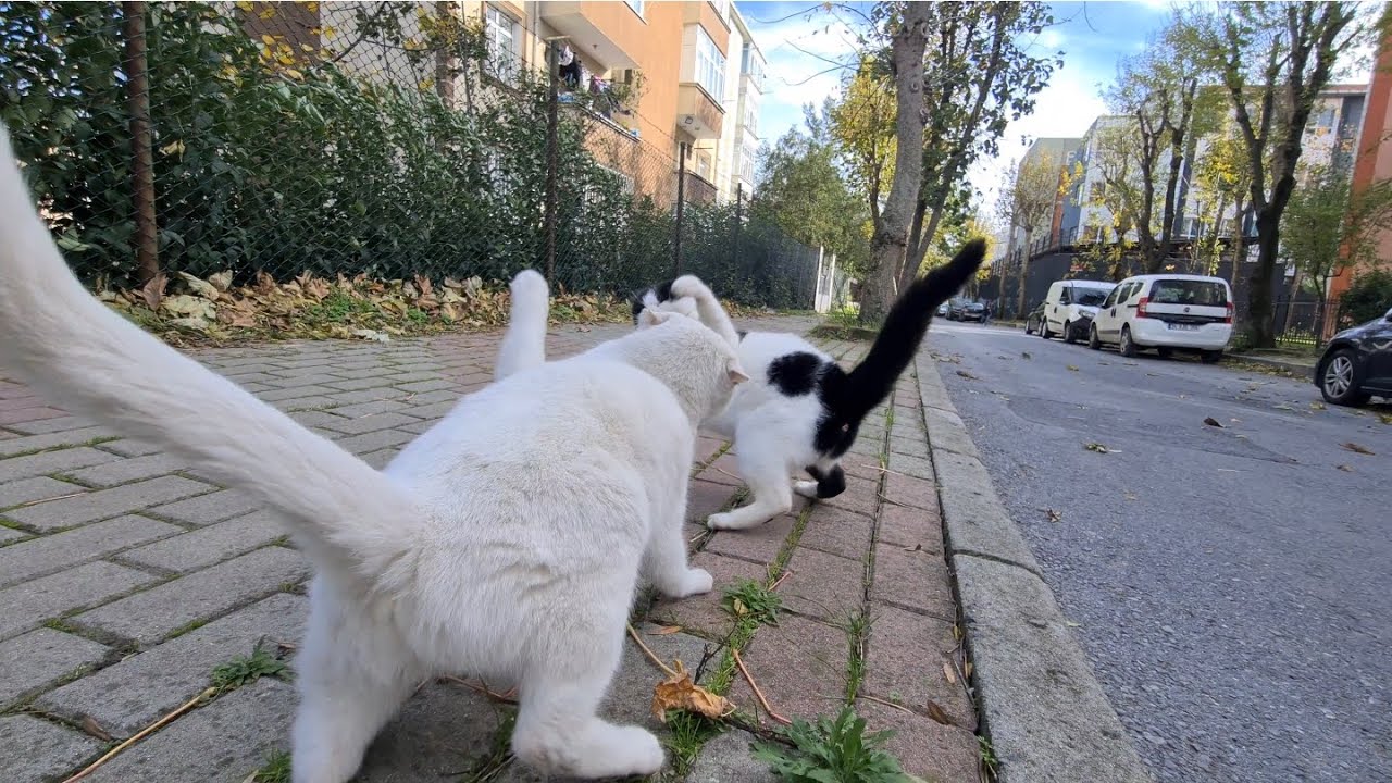 Angry White Cat sees other cats as enemies and Attacks them all. - YouTube