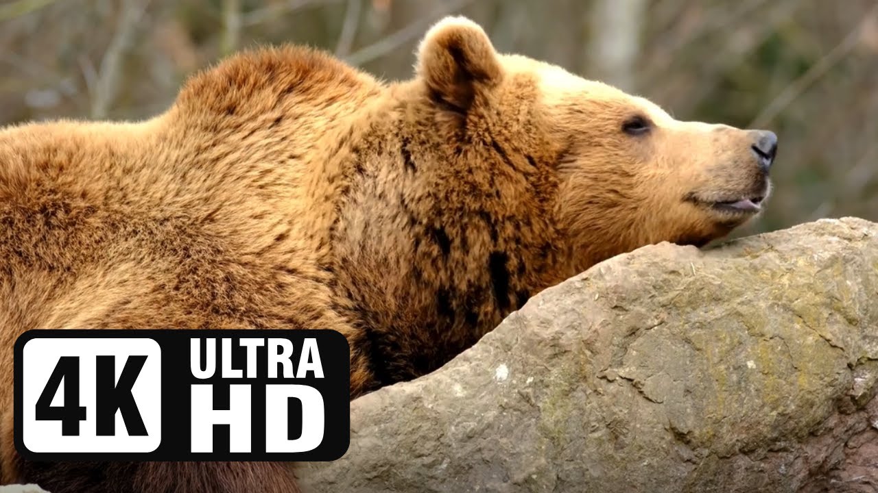 Animal's Planet -4K Ultra HD Wild Life - YouTube