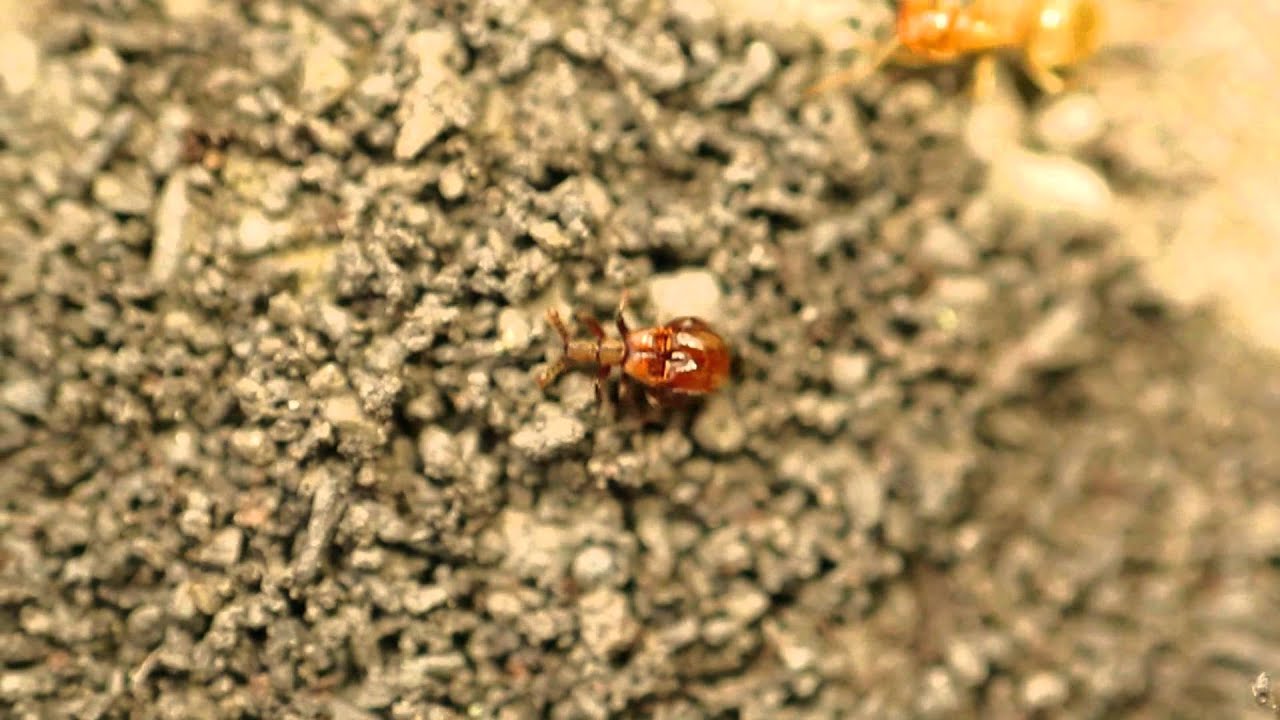 Parasitic beetle Claviger testaceus with its host ant, Lasius flavus ...