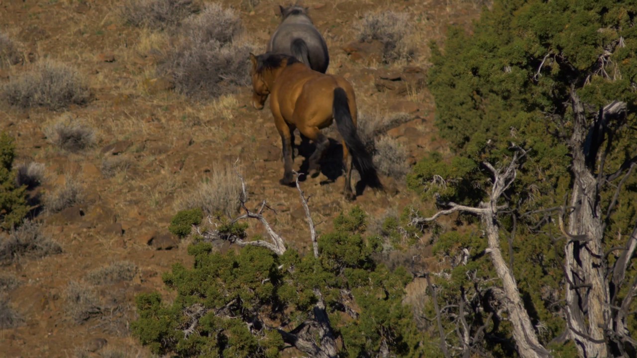 Wild Mustangs: See Beautiful Mustangs in their Natural World! WATCH ...