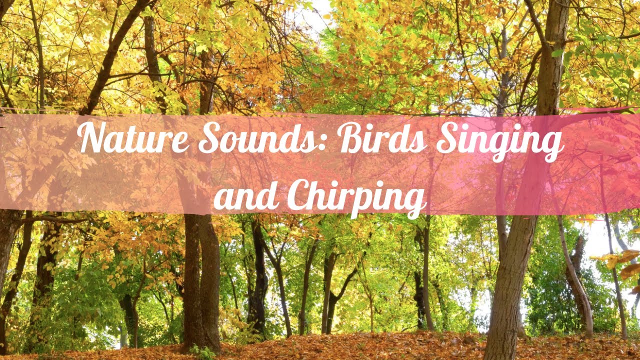 Relax with Nature Sounds: Forest Birds Singing and Chirping | Relaxing ...