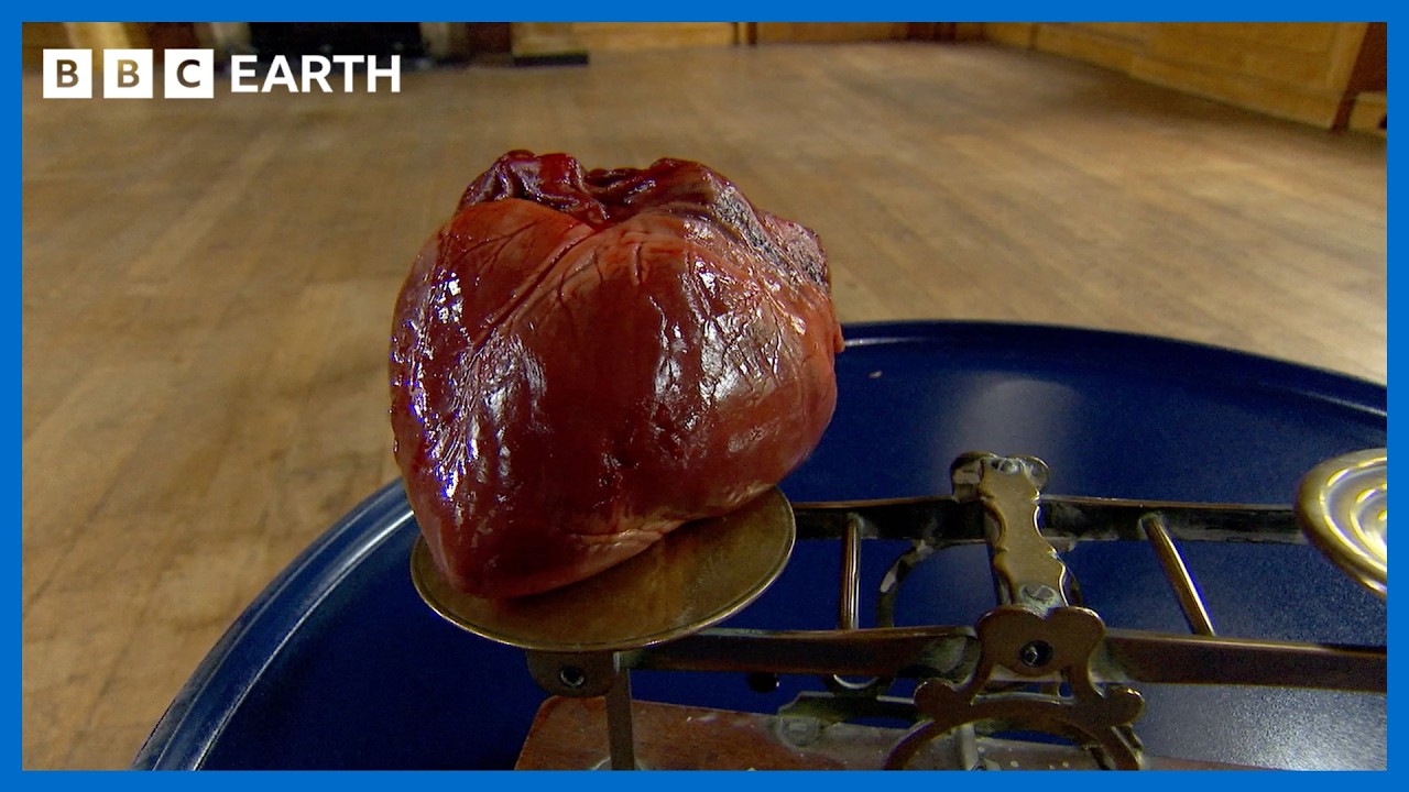 The Mysteries Of The Heart | BBC Earth Science - YouTube