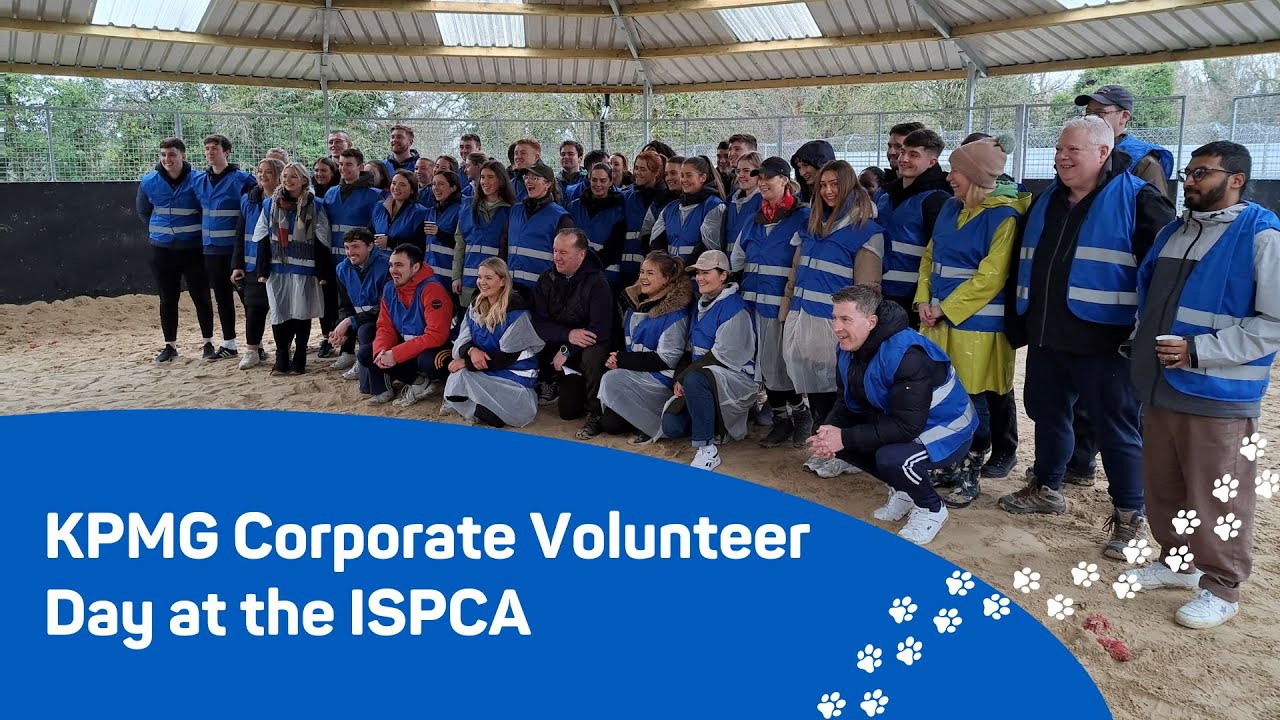 KPMG Corporate Volunteer Day at the ISPCA - YouTube