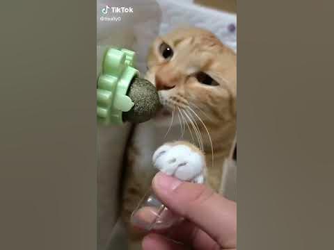 Cat Loves Catnip Ball 🤣 - YouTube