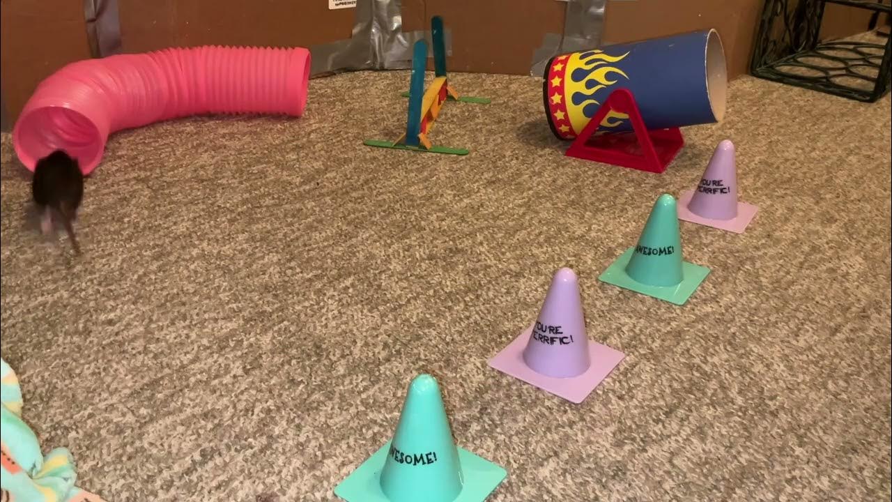 3 baby rats doing the same agility course - who did it best? - YouTube
