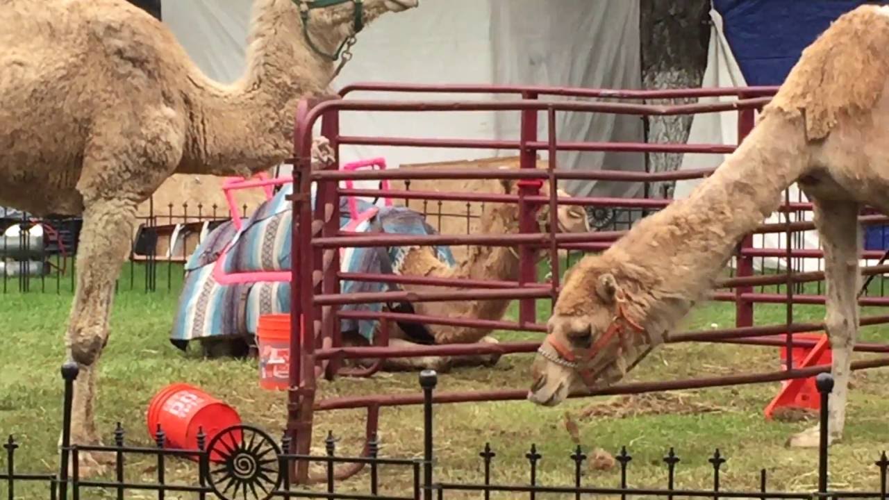 Talking Camels - YouTube