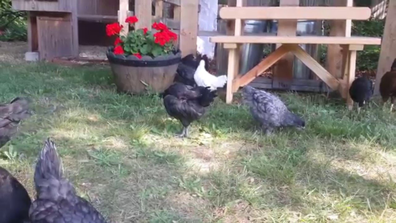 9 Baby Chickens (8 weeks old) - YouTube
