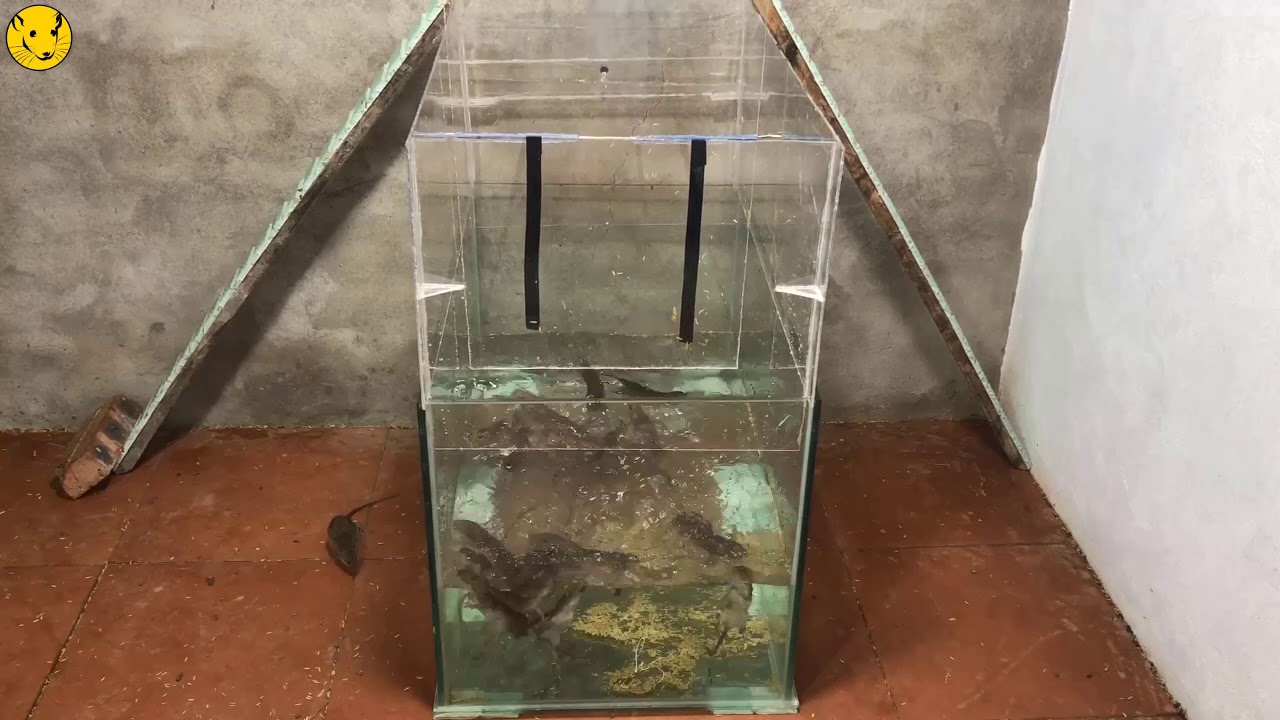 Oh my God !Mouse Trap/Mouse Rat Trap Homemade Effective Saving 20 Mice ...