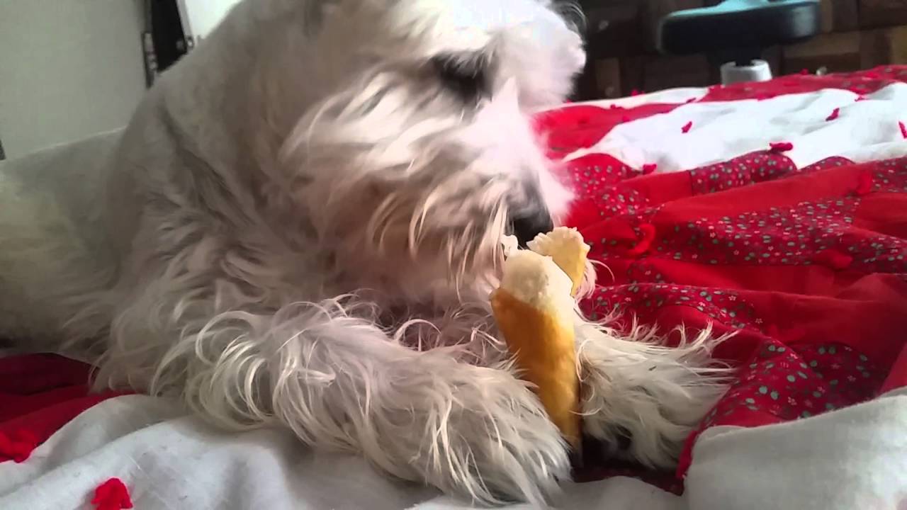 Chewy Ty Ty chew - YouTube