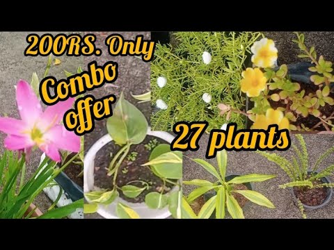 200 rs only |online sale |combo offer - YouTube
