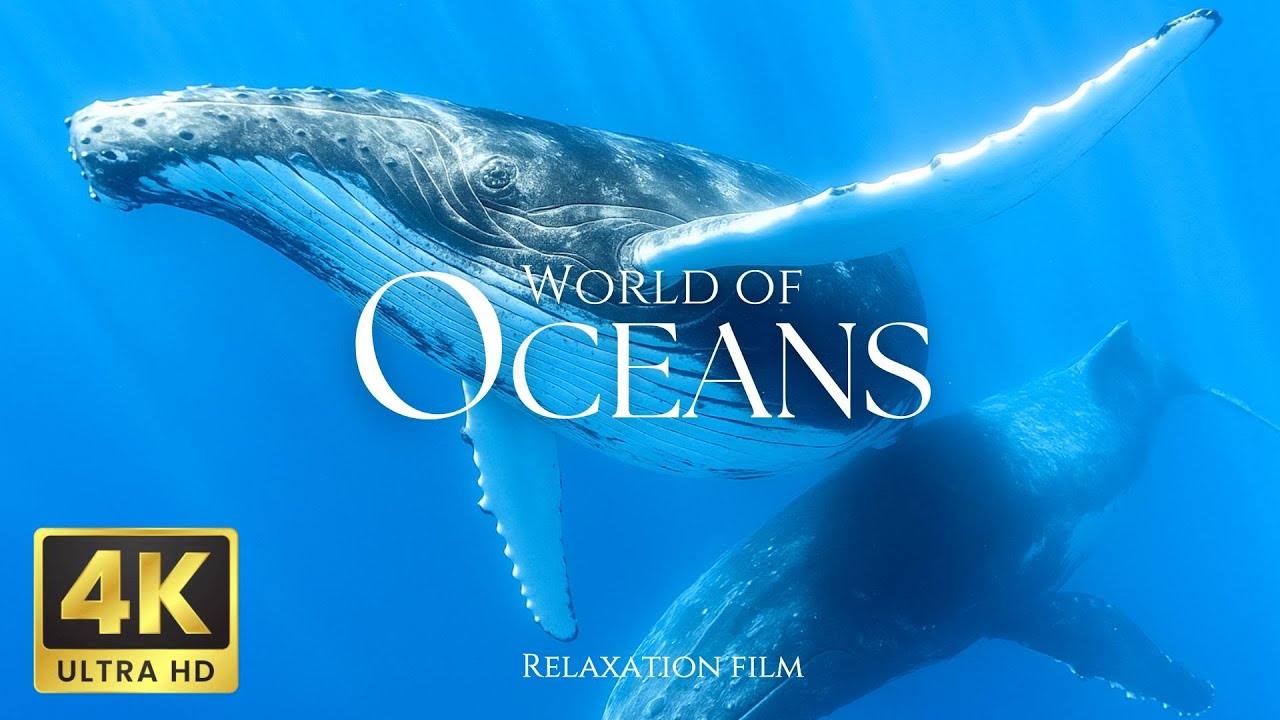 The Ocean - Scenic Sea Wildlife Film With Calming Music - Peaceful ...