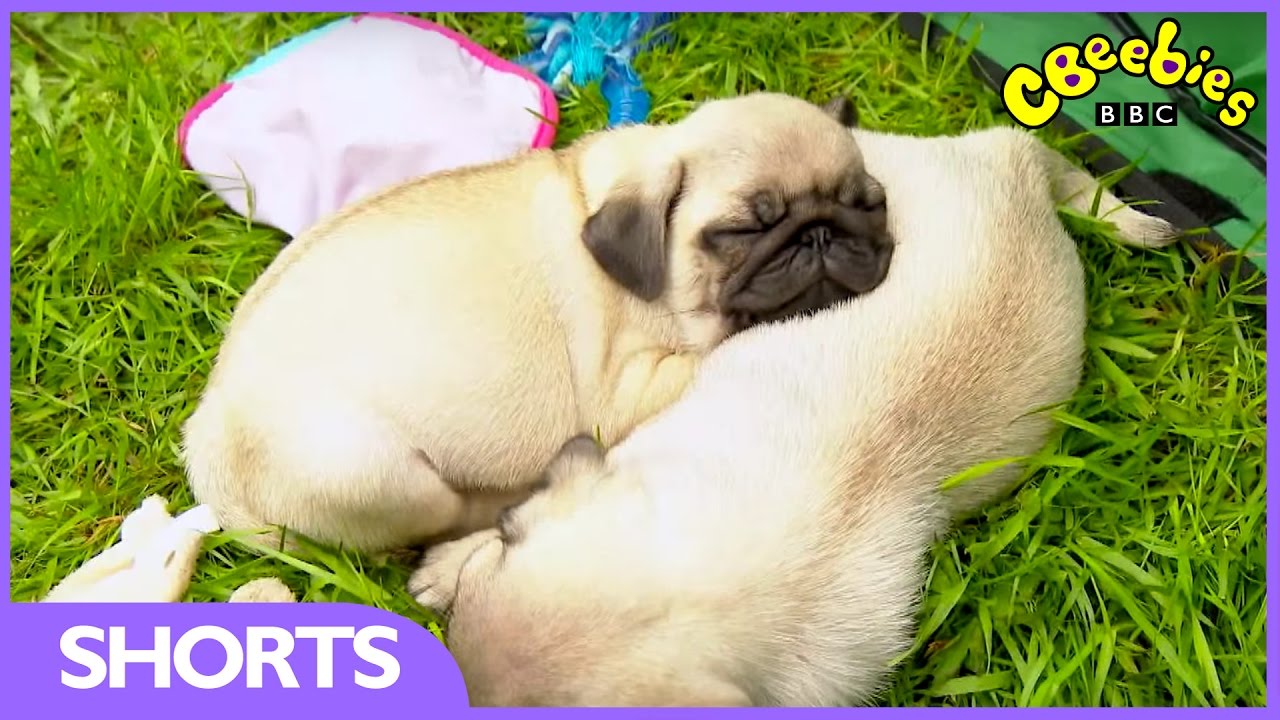 CBeebies | My Pet And Me | Pug Party - YouTube