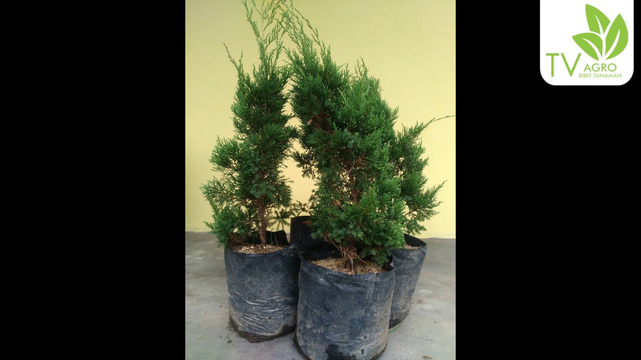 Jual Bibit Cemara Papua - YouTube