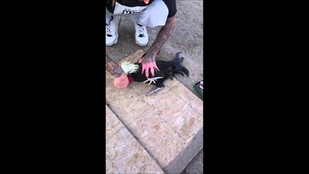 Magic Chicken doing tricks - YouTube