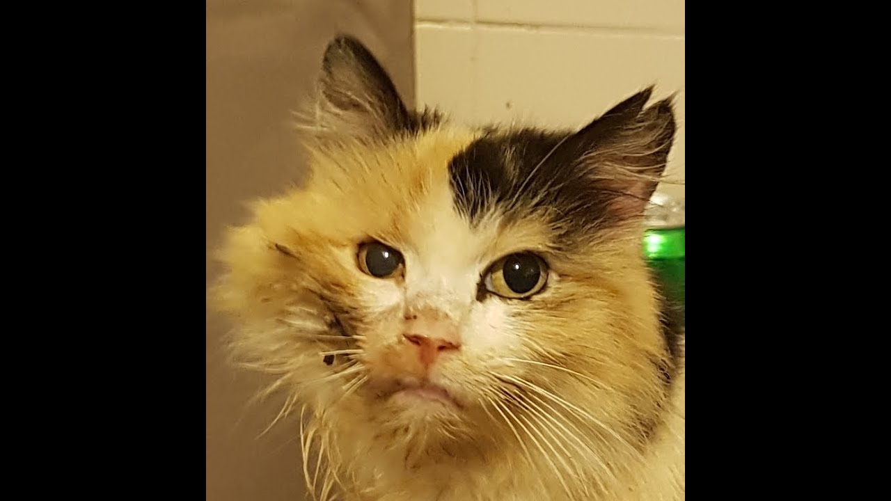 Cats Tale 8 Toots - YouTube