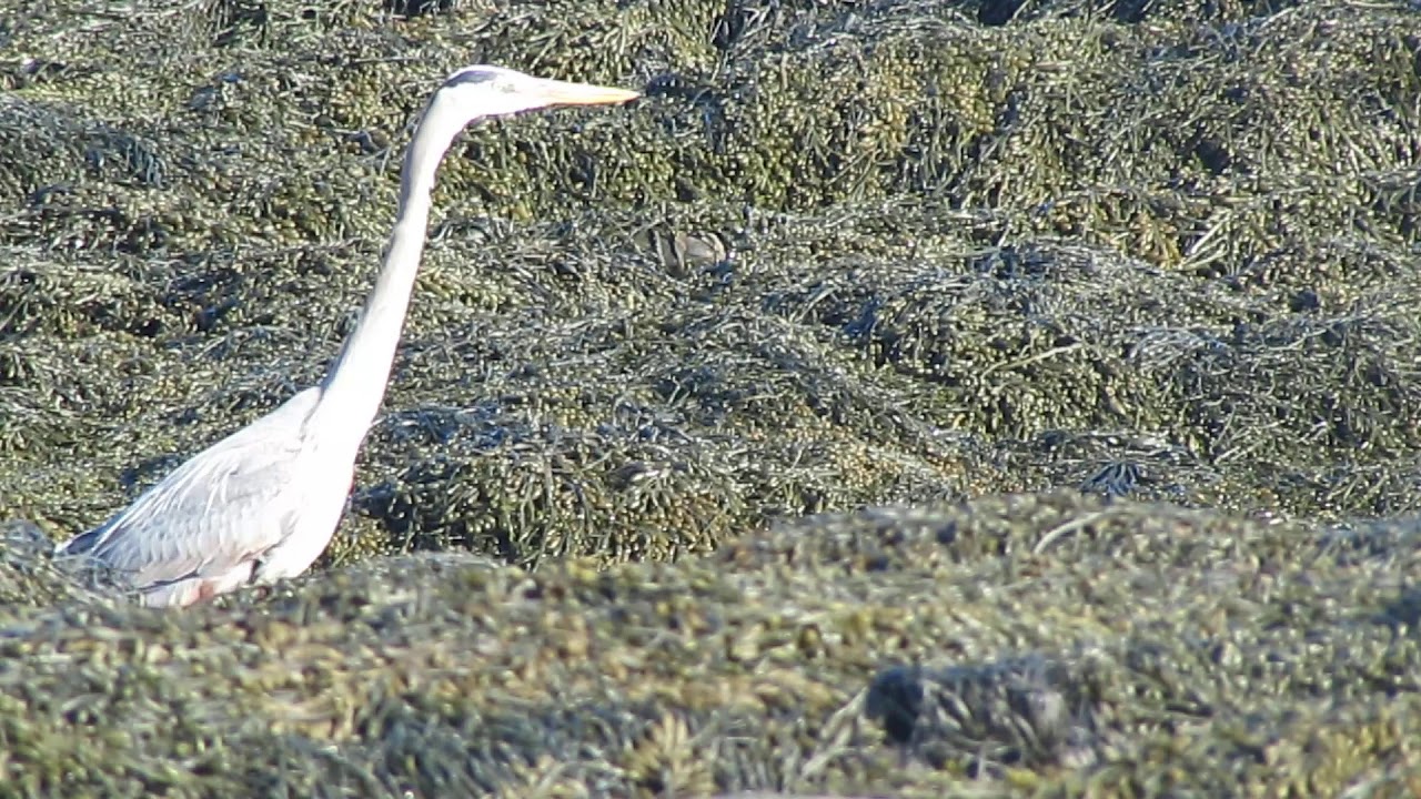 Birds/Shout out for channel: ASMR SoundVibe - YouTube