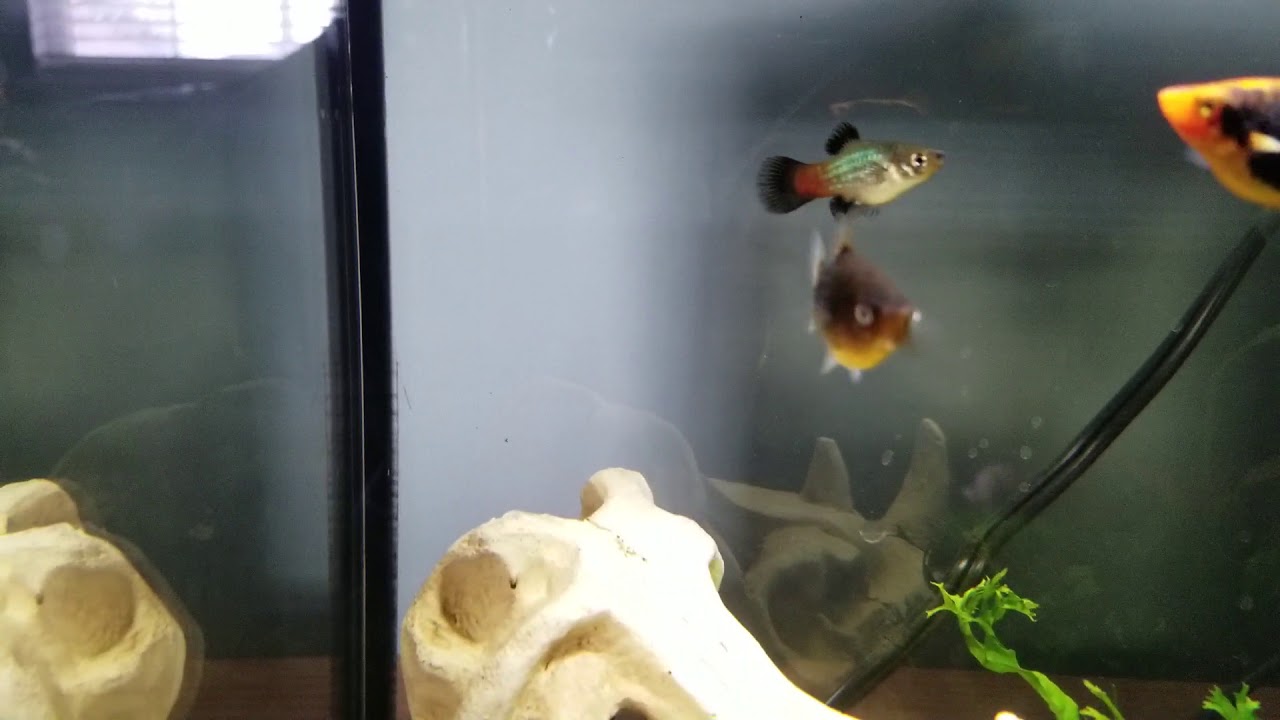 How to sex Platy fish (livebearers) - YouTube