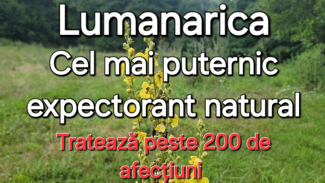 Lumanarica- Cel mai puternic expectorant natural / Ulei de Lumanarica ...