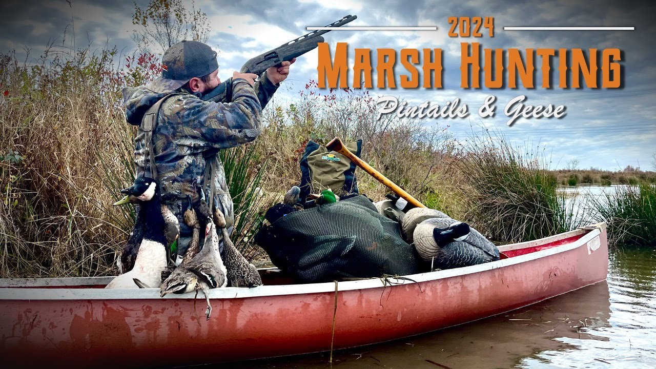 Duck Hunting 2024 | Pintails and Geese in the Marsh - YouTube