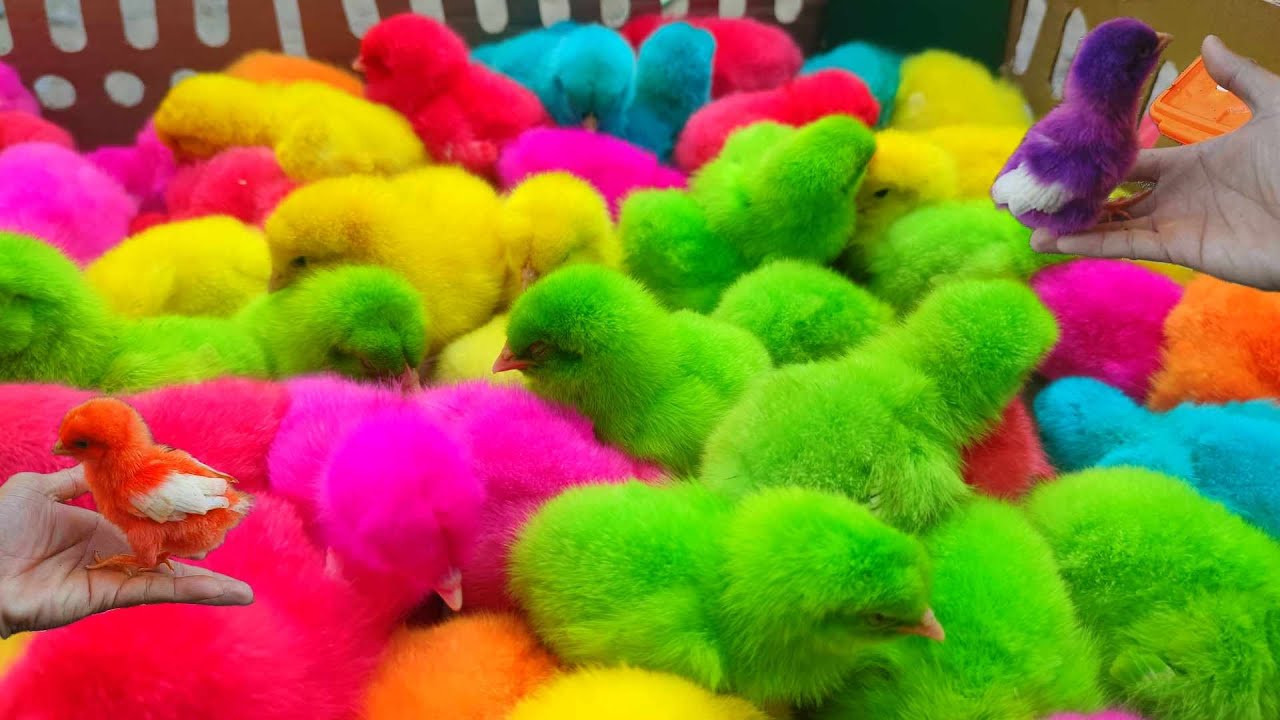Catch Cute Chickens,Colorful Chickens, Rainbow Chickens, Cute, Ducks ...
