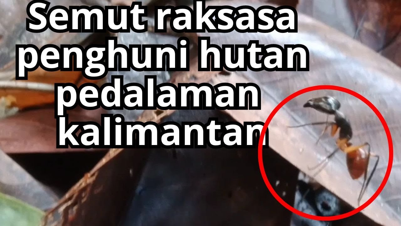 Ketemu Raja semut penghuni hutan kalimantan - YouTube