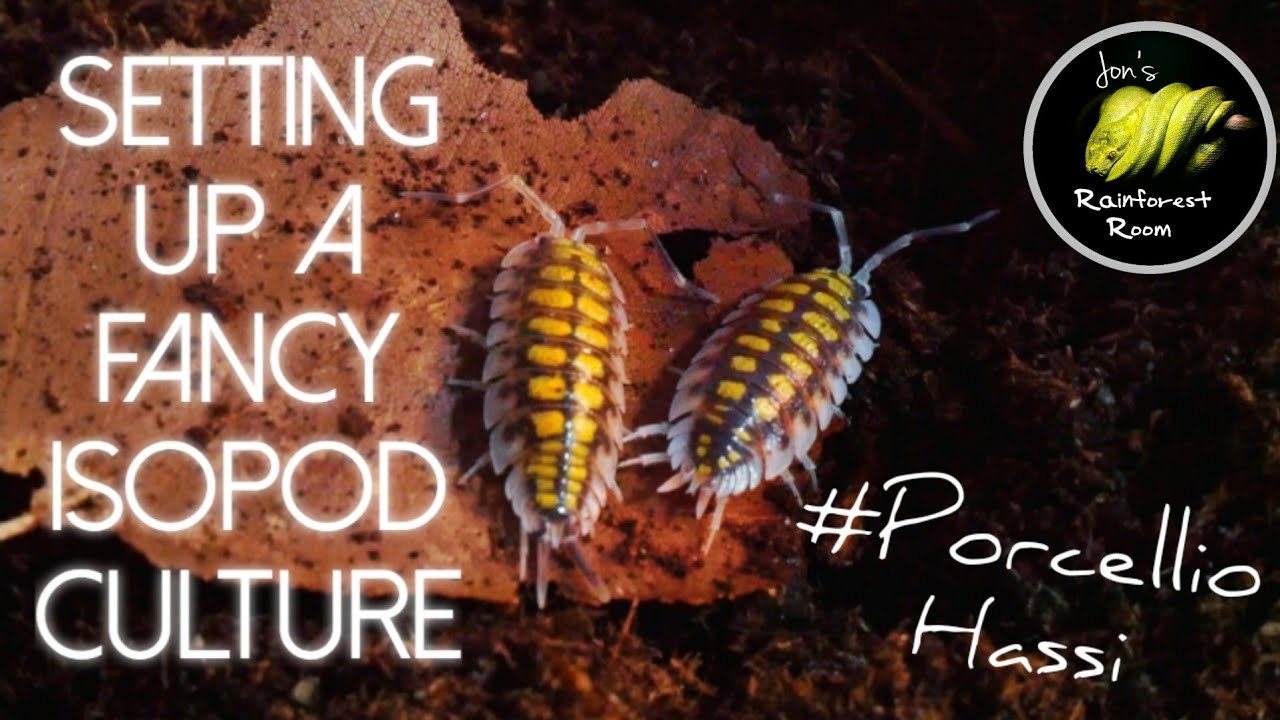 Setting Up A Isopod Culture - YouTube