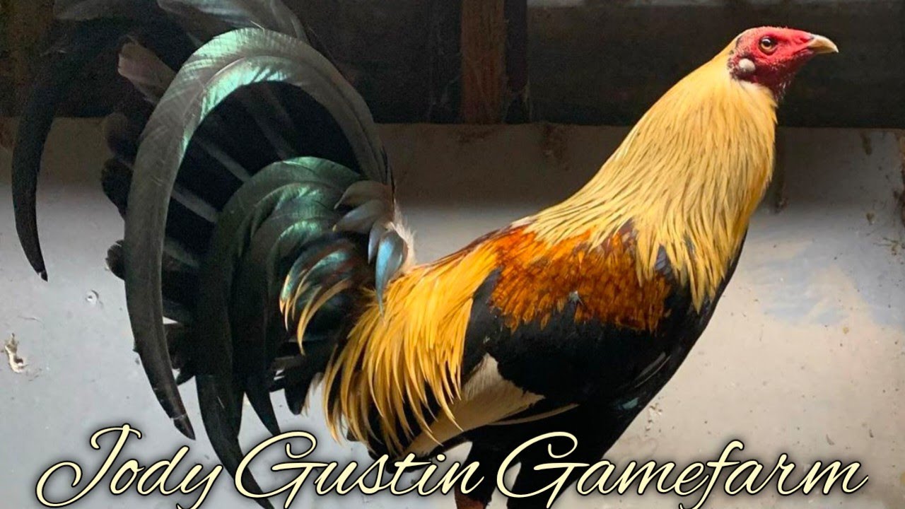 Kelso Grey - JODY GUSIN FARM - YouTube