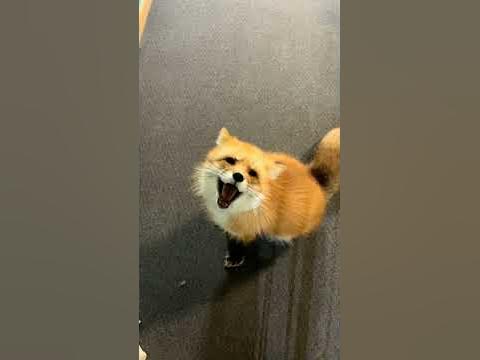 boop the happy fox #animal #pet #fox - YouTube