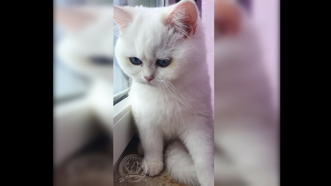 British Shorthair cat in Blue-Golden-Shell-Point - YouTube