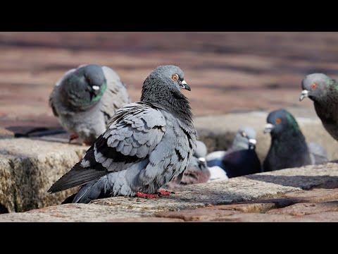 pure Teddy kabootar||Pakistani breed||Moina pet vlog 😇 - YouTube