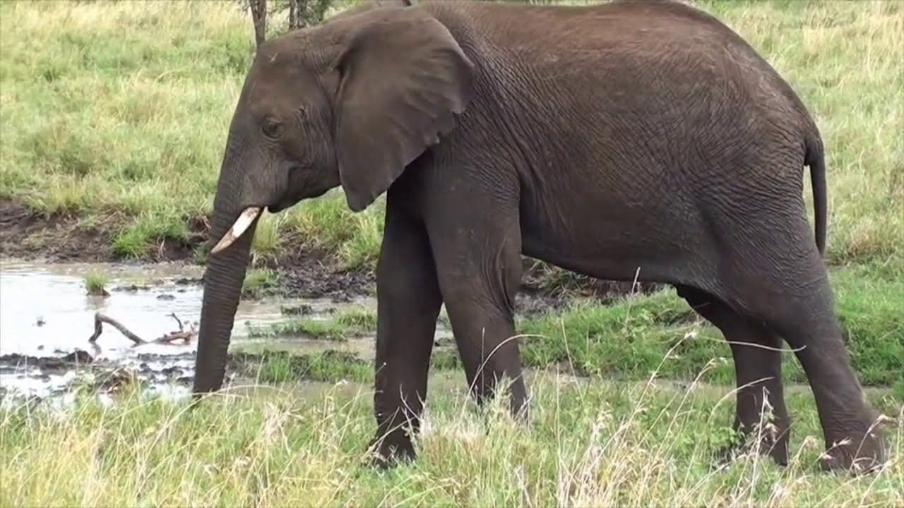 Amazing Animals: Part 1 - YouTube