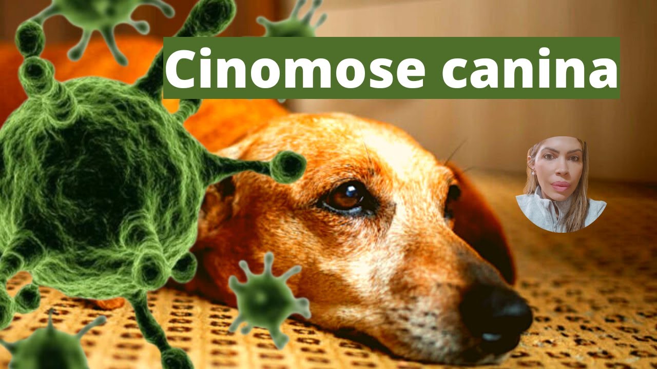 Cinomose canina: vias de transmissão, patogenia, sinais clínicos ...