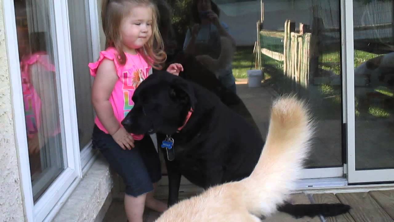 Video of adoptable pet named Max and Molly - YouTube