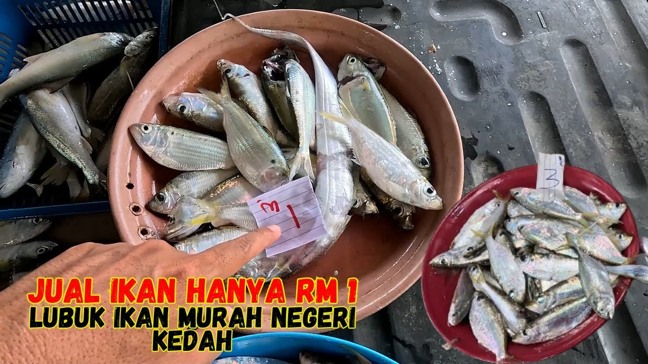 JUAL IKAN HANYA RM1.00. LUBUK IKAN MURAH DI NEGERI KEDAH. - YouTube