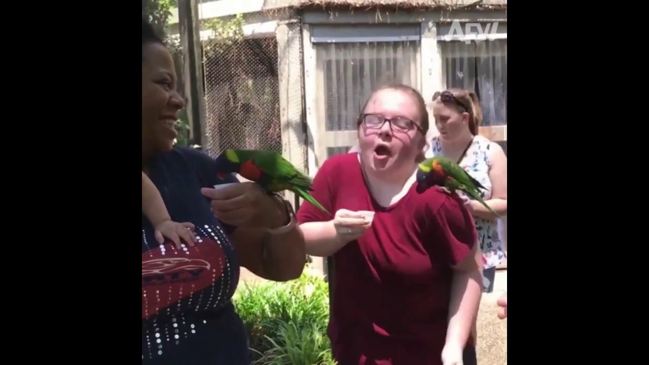 Amazing Funny and cute Birds Fail Compilation|Funny|Birds|Videos - YouTube