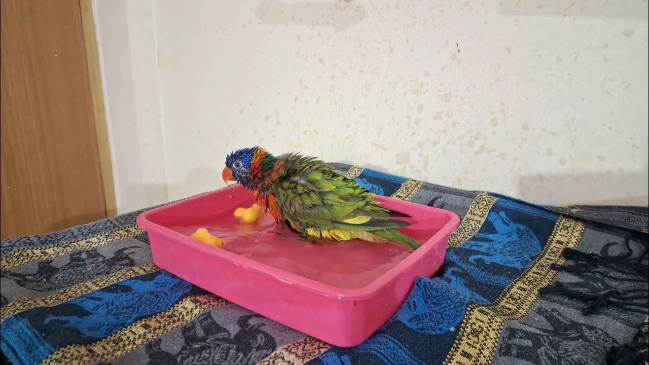Lazy Oscar Takes Bath After Five Days - YouTube