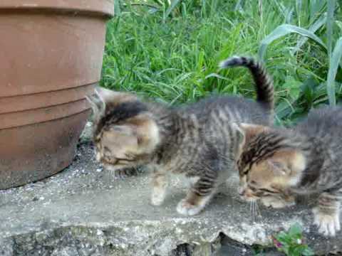 RomanToyger Toyger Kittens Playing - YouTube