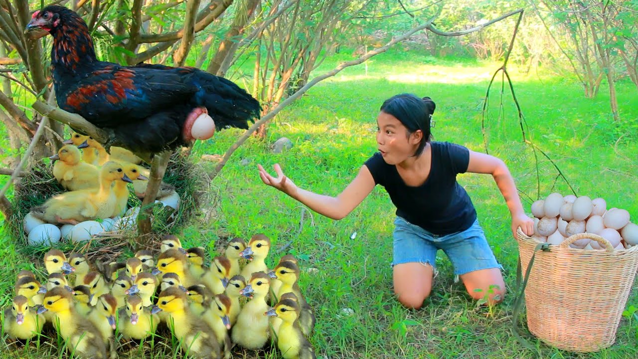 Survival in forest : Found Chicken egg and baby duck in forest ...