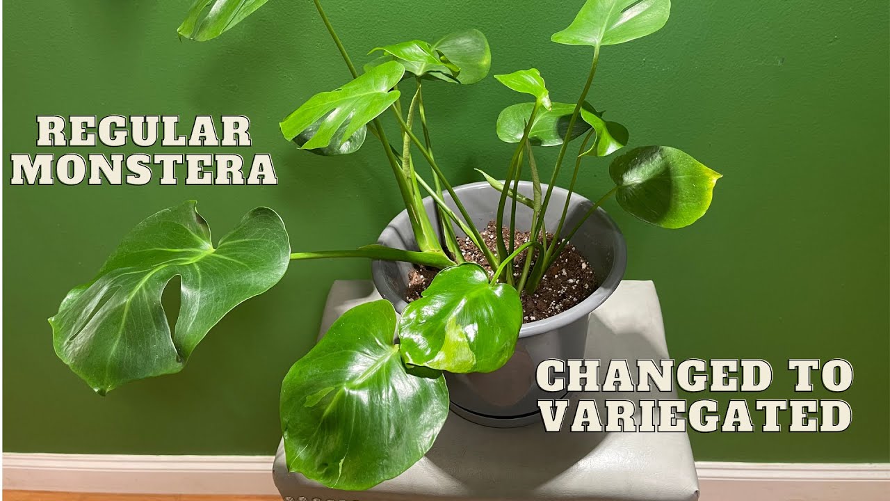 Regular Monstera Deliciosa Changed to VARIEGATED! - YouTube