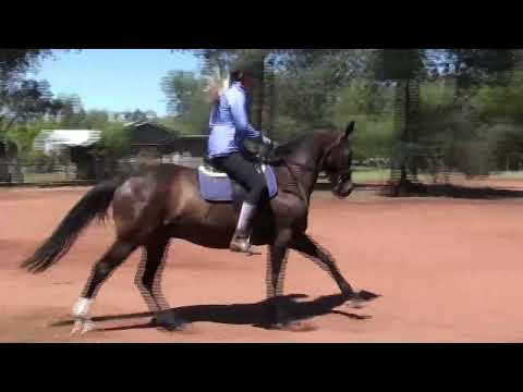 Cricket - Flatwork - YouTube
